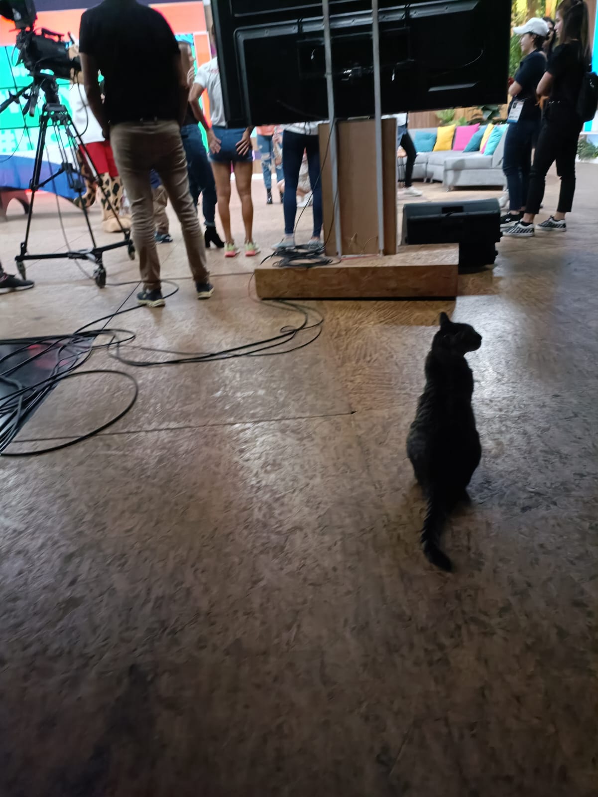 “Juanca” el gato de canal Trece sintió celos de Tirika - Te Cuento Paraguay